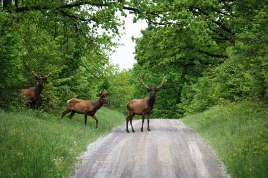 Campground Details - Moshannon State Forest, PA - Pennsylvania State Parks