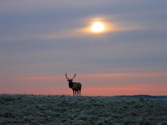 Campground Details - Elk State Forest, PA - Pennsylvania State Parks