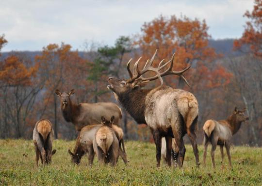 Campground Details - Elk State Forest, PA - Pennsylvania State Parks