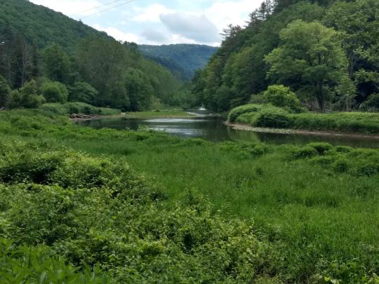 Campground Details - Tioga State Forest, PA - Pennsylvania State Parks