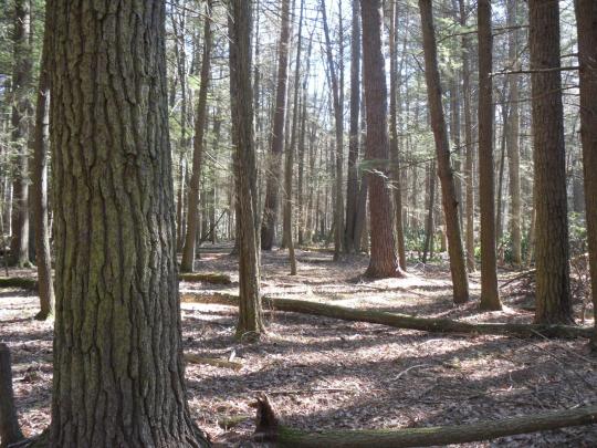 Campground Details - Rothrock State Forest, PA - Pennsylvania State Parks