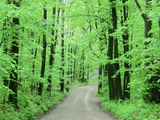 Campground Details - Forbes State Forest, PA - Pennsylvania State Parks