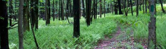 Pennsylvania Campgrounds and Camping - Pennsylvania State Parks